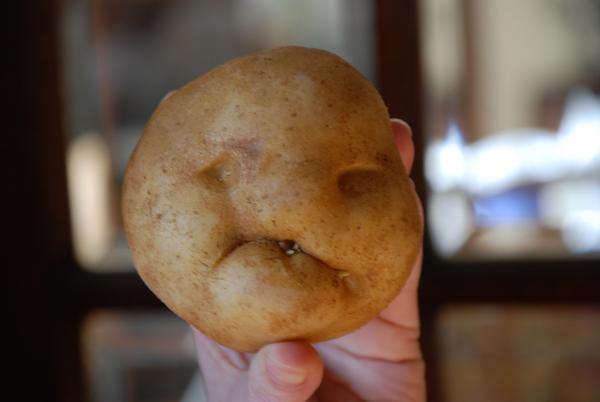 BREAKING: Dutton Reported Missing Federal Police Searching All Potato ...